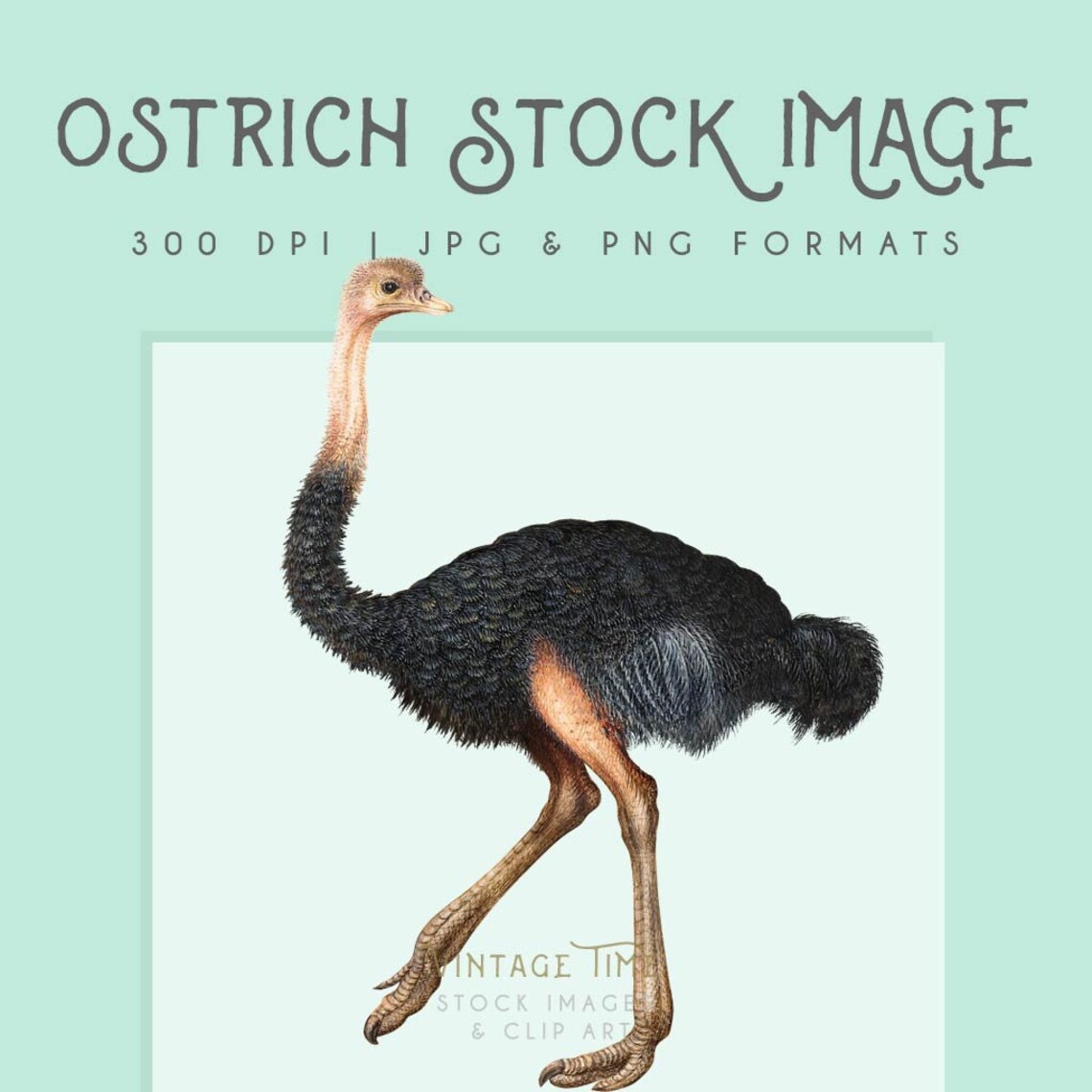 Clipart Ostrich Bird image digital clipart digital download | Etsy