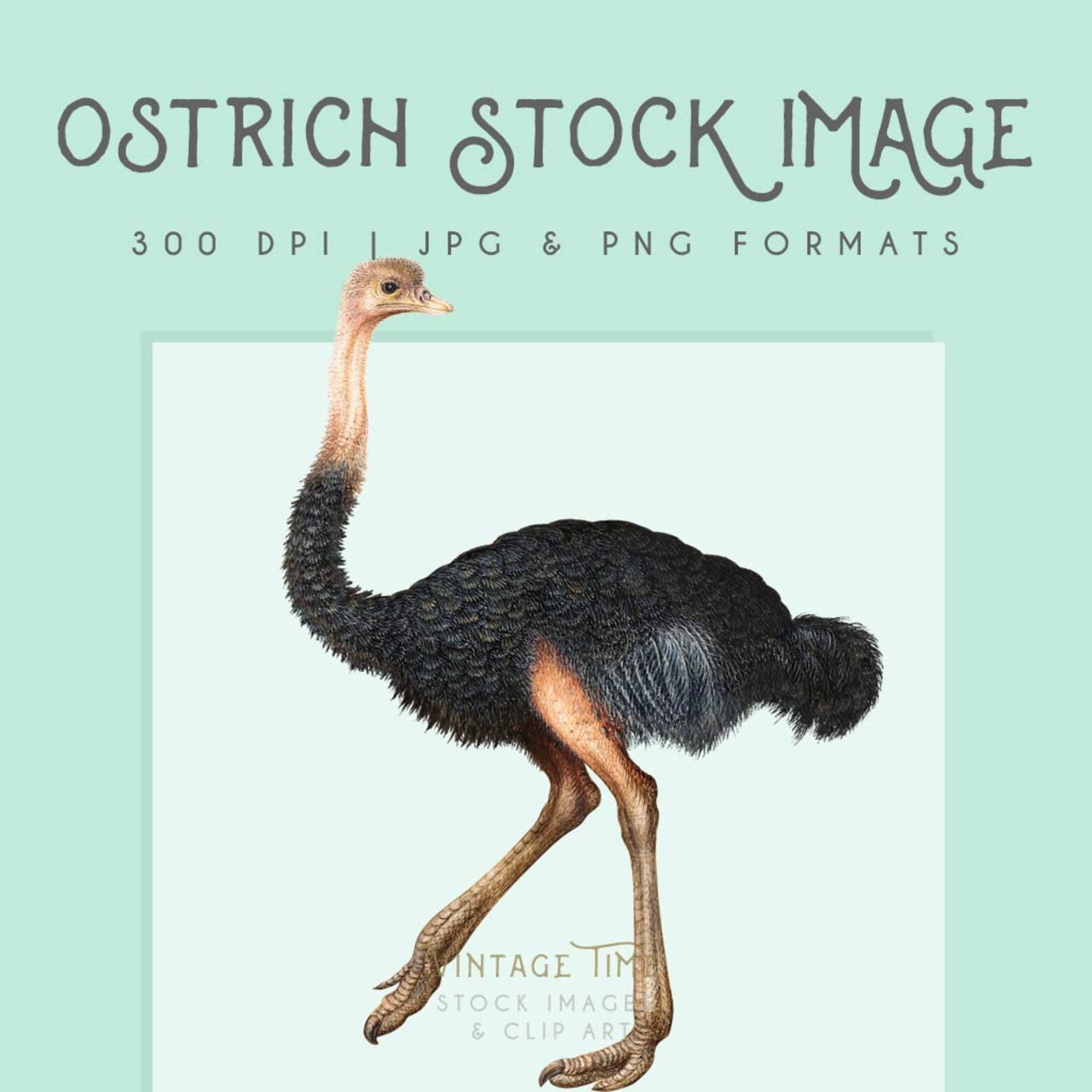 Clipart Ostrich Bird image digital clipart digital download | Etsy