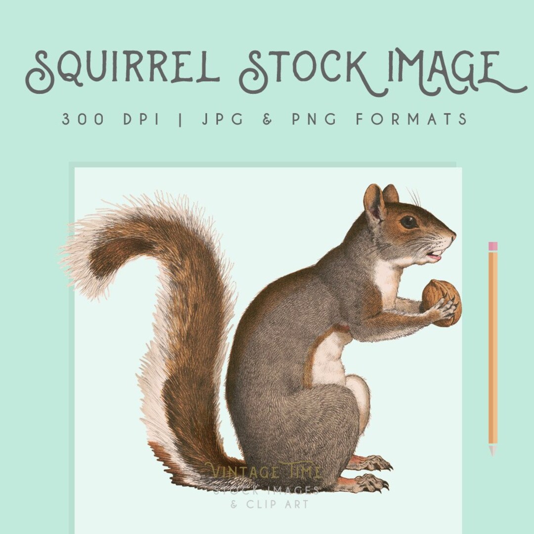 Squirrel Clipart, Instant Download, Squirrel Printable, Squirrel Clip ...