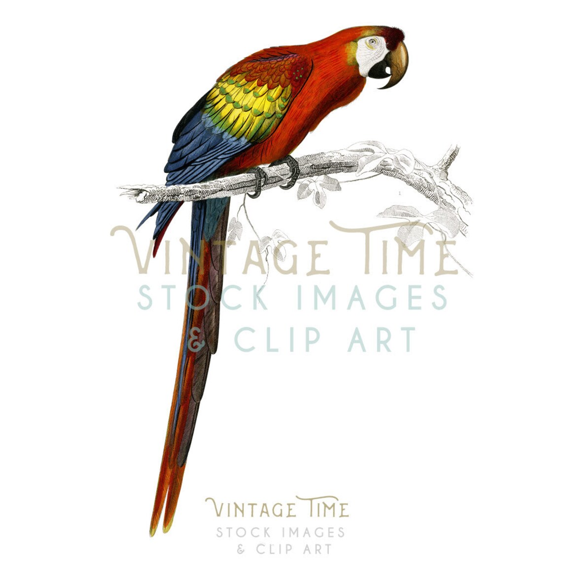 Macaw Bird Clipart Image, Instant Download Parrot Printable, Parrot ...