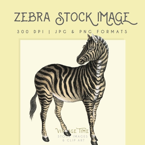 Zebra Print Number 1 Clipart
