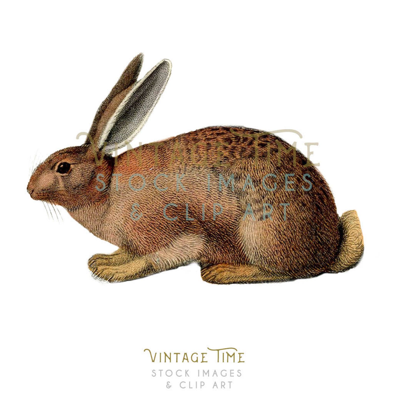 Vintage Brown Rabbit Clip Art Stock Image Illustration Painting ...