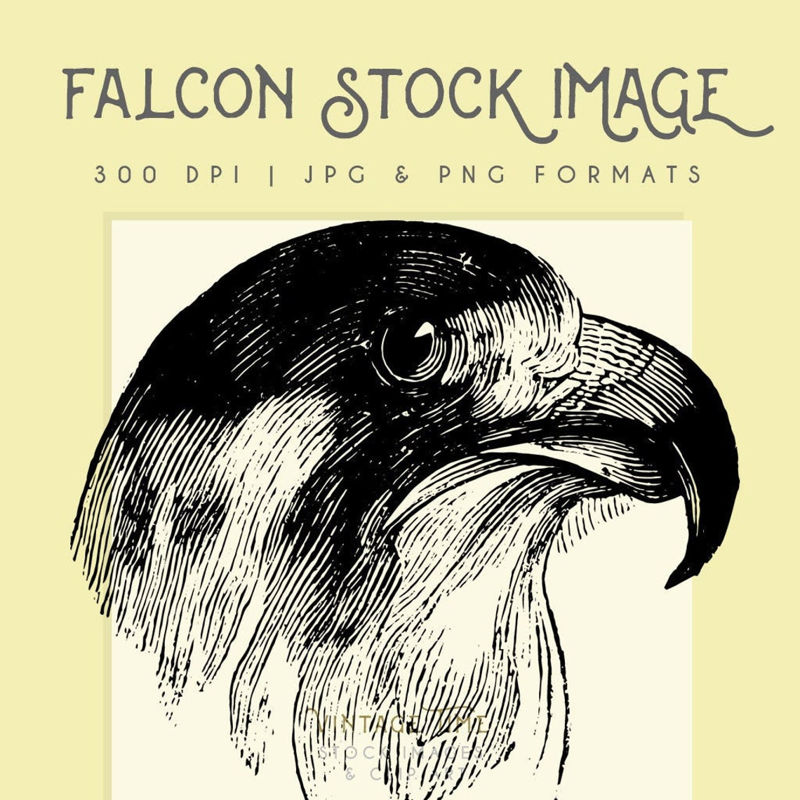 Falcon Bird Clipart Image Instant Download Falcon Print - Etsy Australia