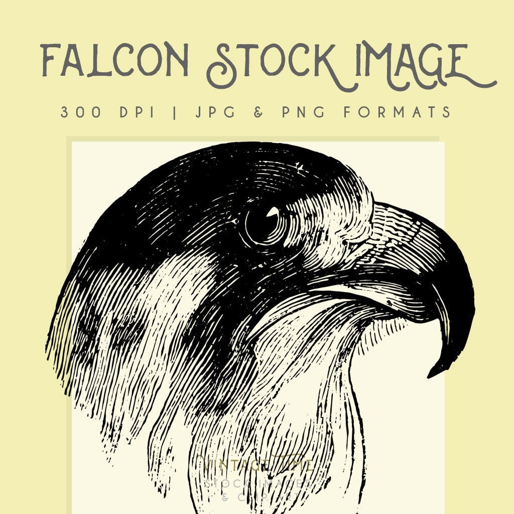 Falcon Bird Clipart Image, Instant Download Falcon Print, Falcon Clip ...