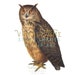 Clipart Owl Digital Download Image, Digital Print, Clip Art ...