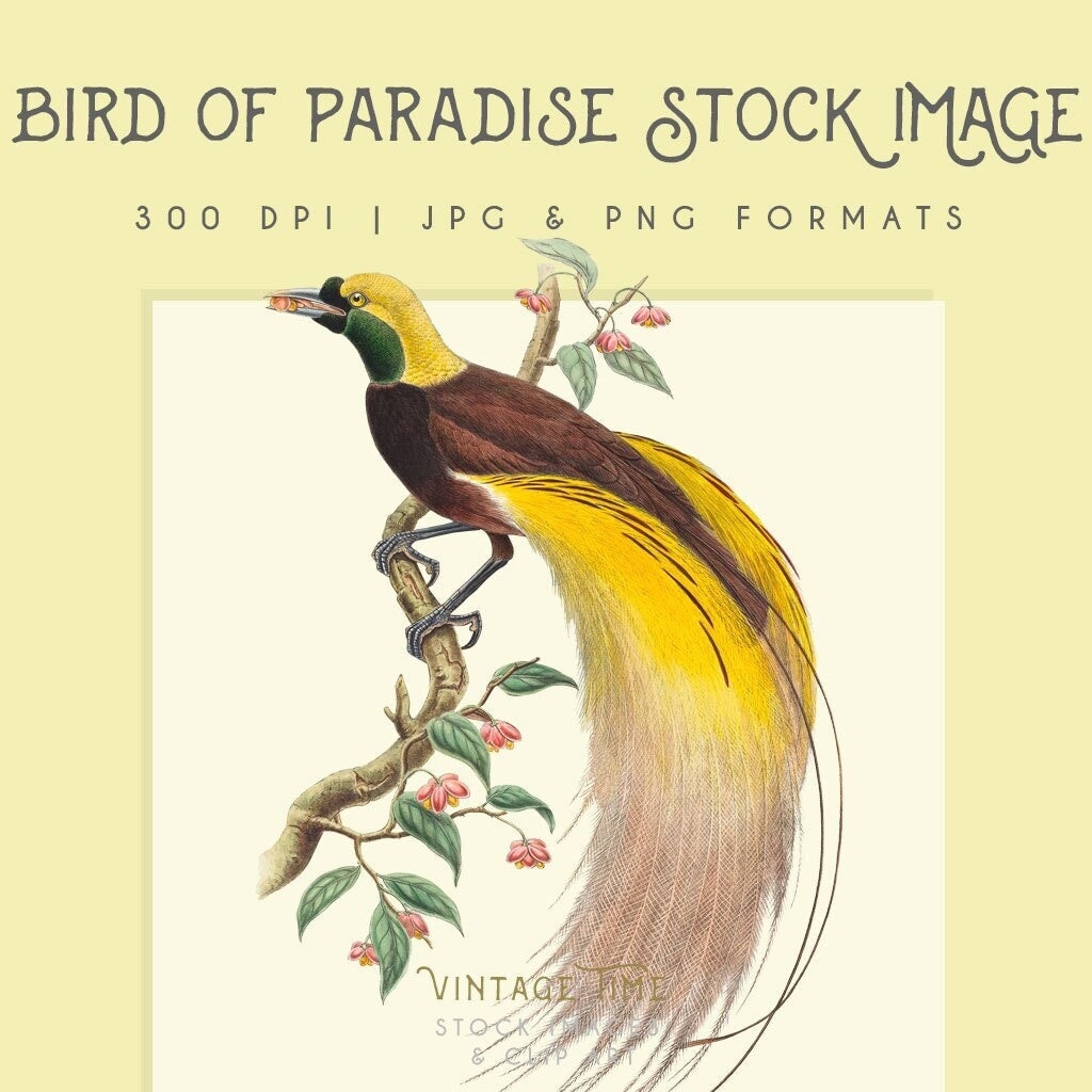 Clipart Bird of Paradise Image, Digital Download, Wall Art, Bird of ...