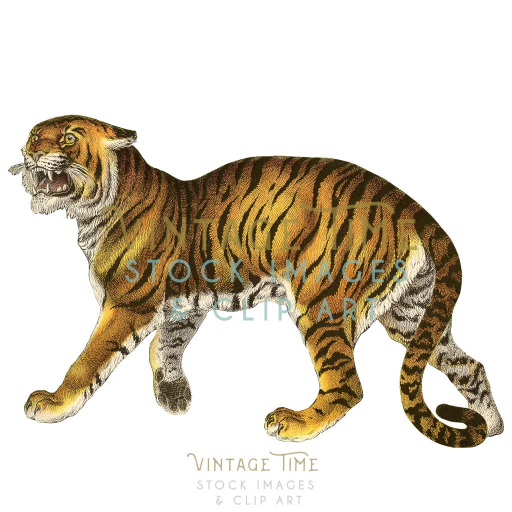 Clipart Tiger Graphic Image, Digital Clipart, Digital Download, Instant ...