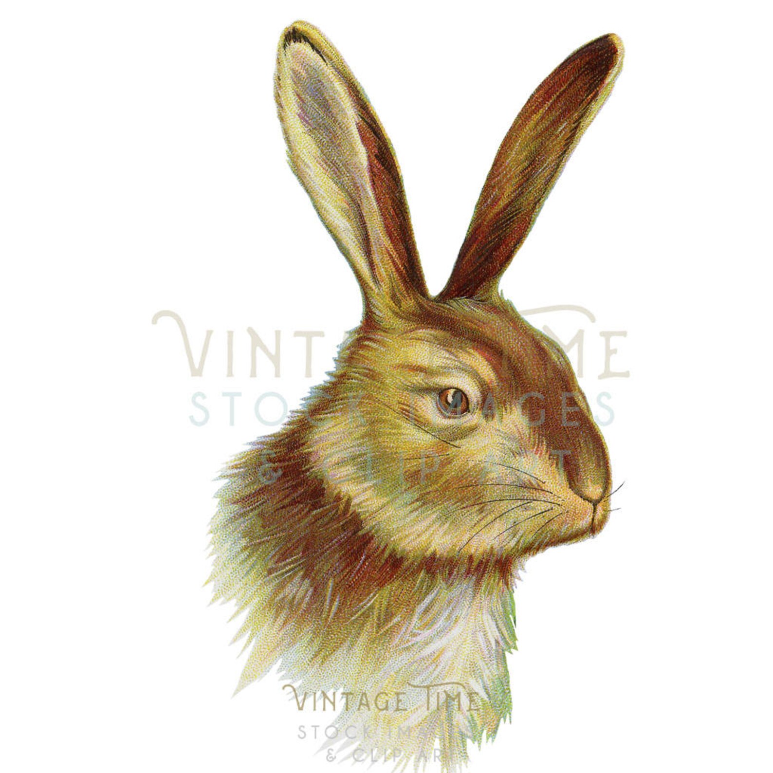 Vintage Rabbit Clipart Image, Rabbit Print, Easter Print, Drawing ...
