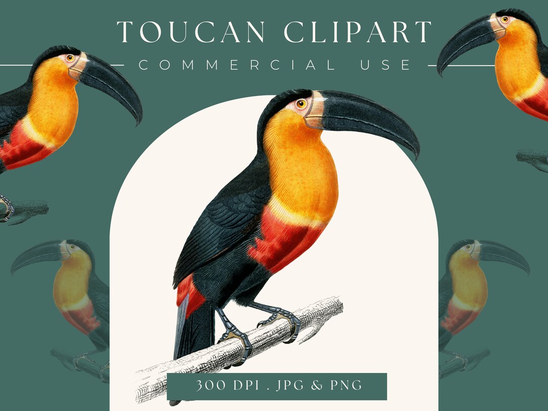 Toucan Clip Art Image, Toucan Graphic, Digital Clipart, Digital ...