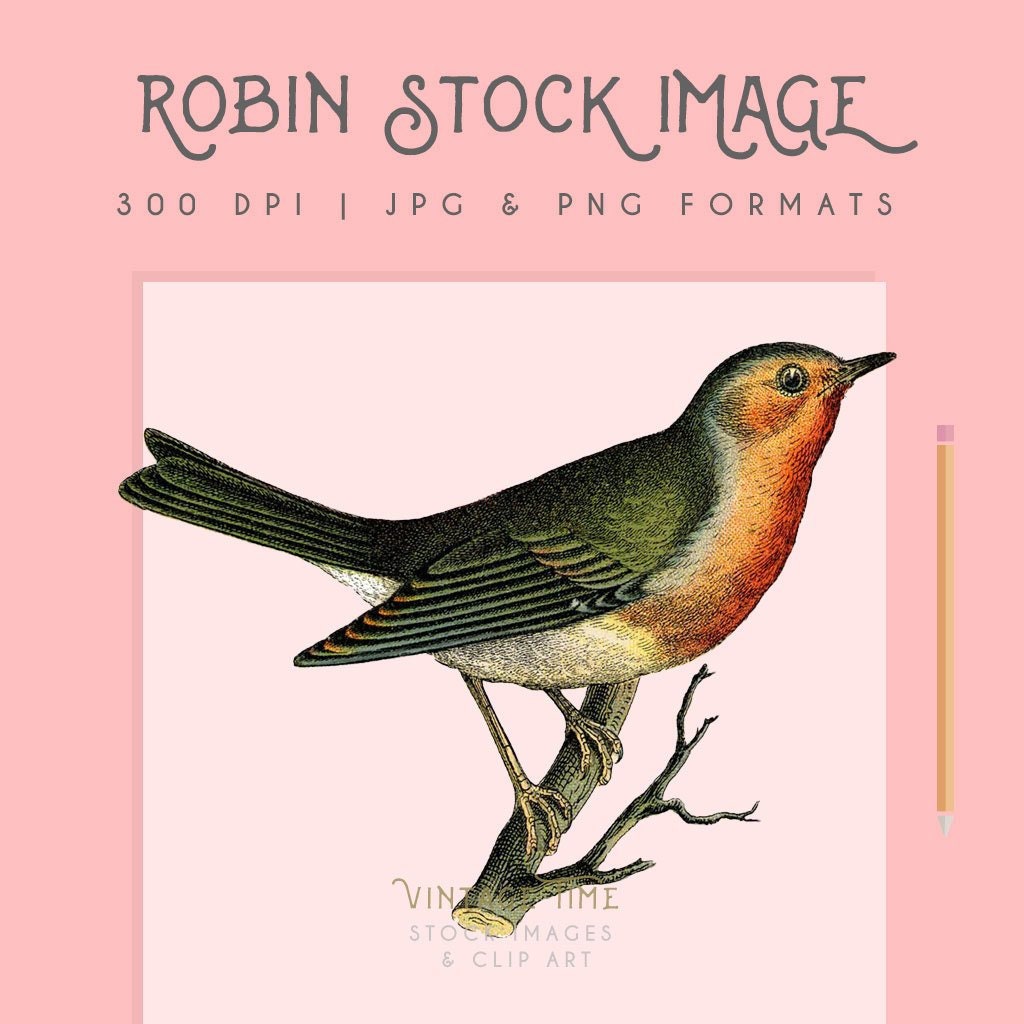 Robin Clipart Instant Download Robin Printable Robin Clip - Etsy