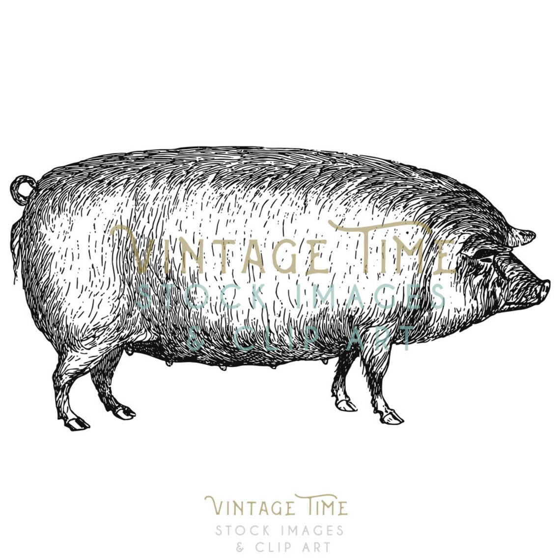 Pig Clipart, Instant Download Pig Printable, Pig Clip Art, Commericial ...