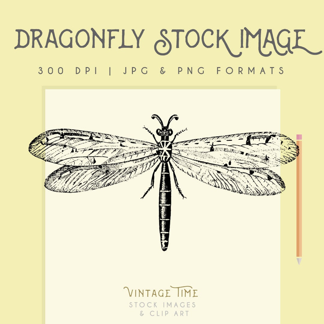 Clipart Dragonfly Insect Image, Digital Clipart, Digital Download ...