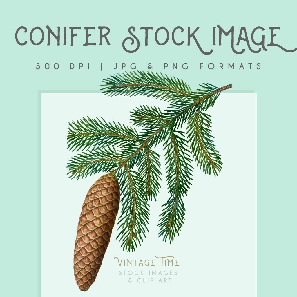 Conifer Clipart Image, Christmas Graphic, Digital Download, Christmas ...