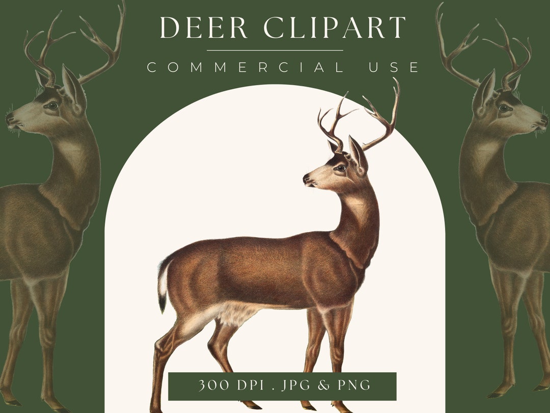 Deer Clipart Vintage Drawing Painting Digital Download Instant Download ...