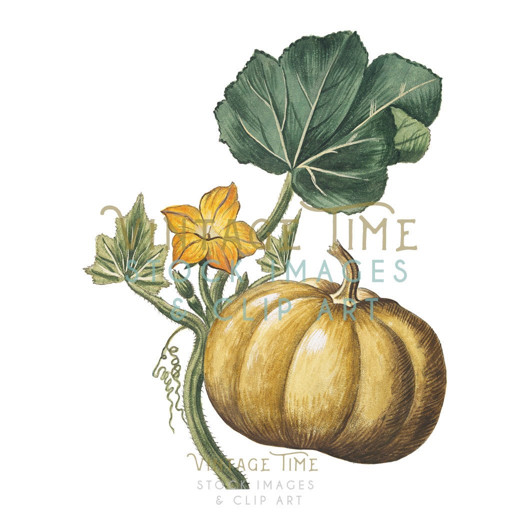 Pumpkin Clipart Image, Instant Download, Printable, Pumpkin Clip Art ...