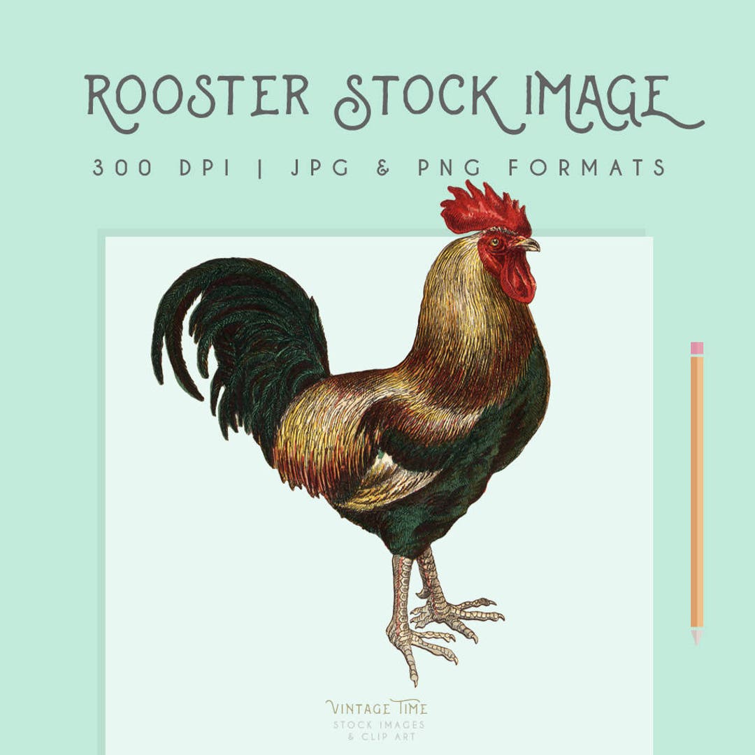 Vintage Rooster Clip Art