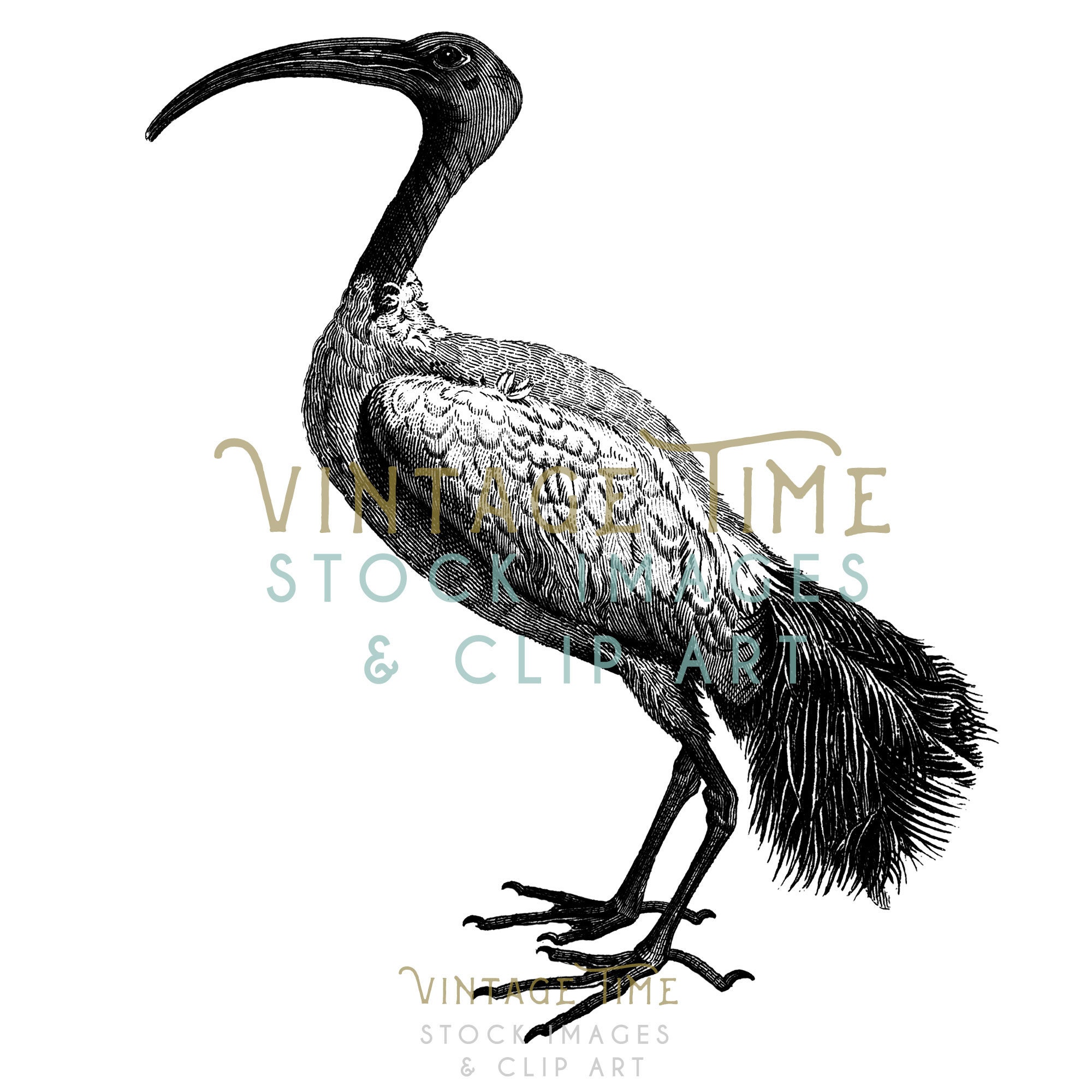Ibis Bird Clipart Image, Instant Download, Ibis Print, Ibis Clip Art ...