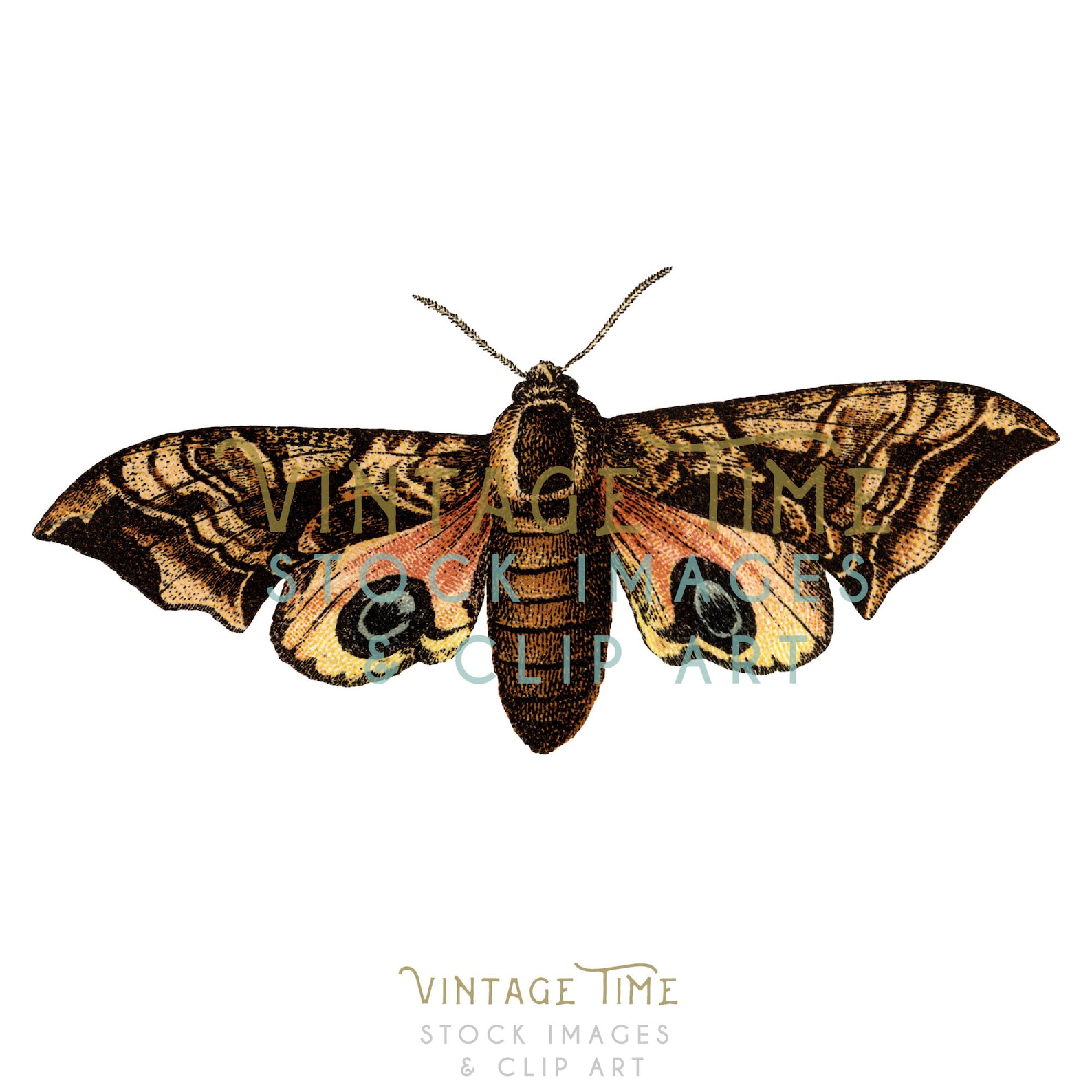 Vintage Moth Clipart Image, Instant Download Bee Print, Moth Clip Art ...