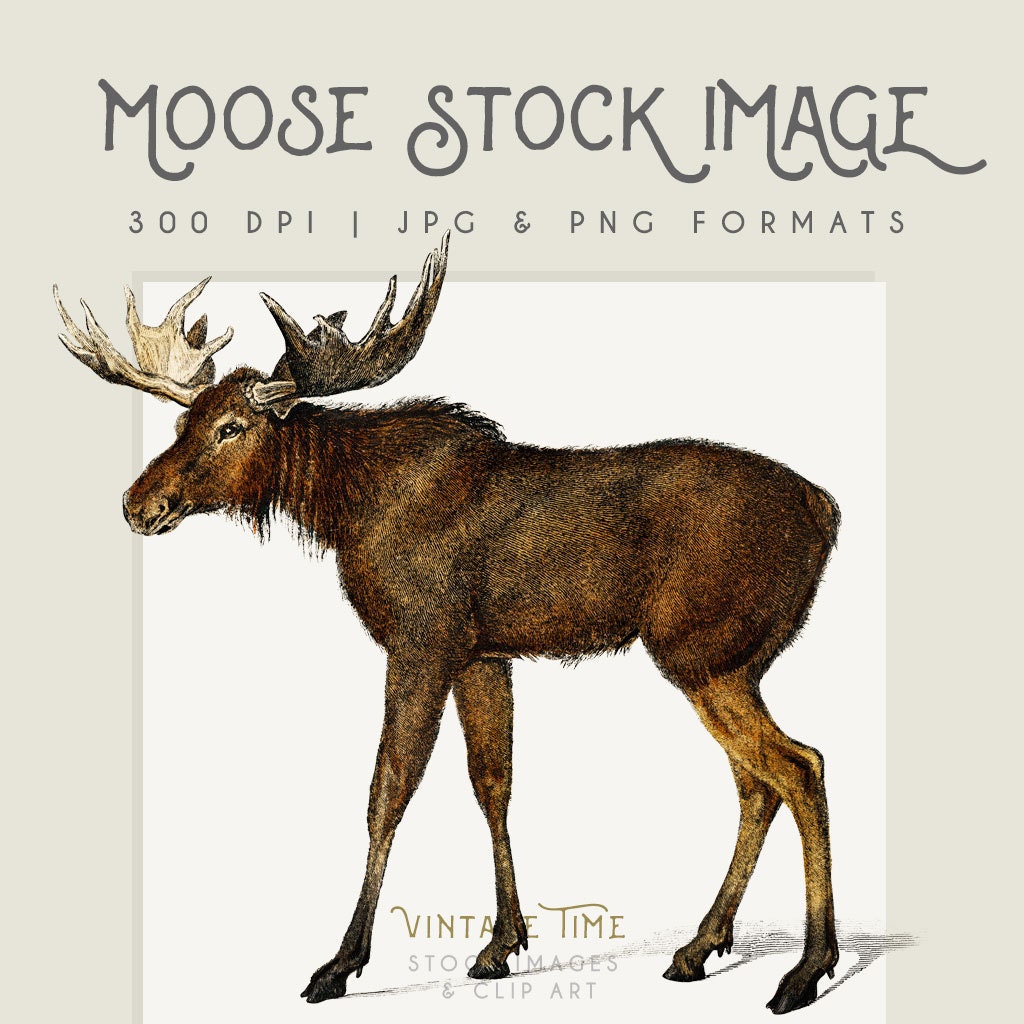 Clipart Moose Image Graphic, Digital Clipart, Digital Download, Instant ...