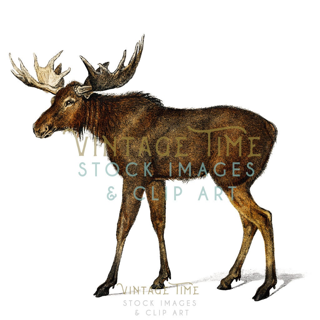 Clipart Moose Image Graphic, Digital Clipart, Digital Download, Instant ...