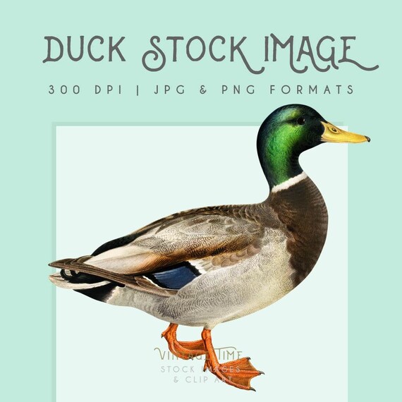 Logos De Canards Colverts Canard Colvert Images – Browse 4,597 Stock