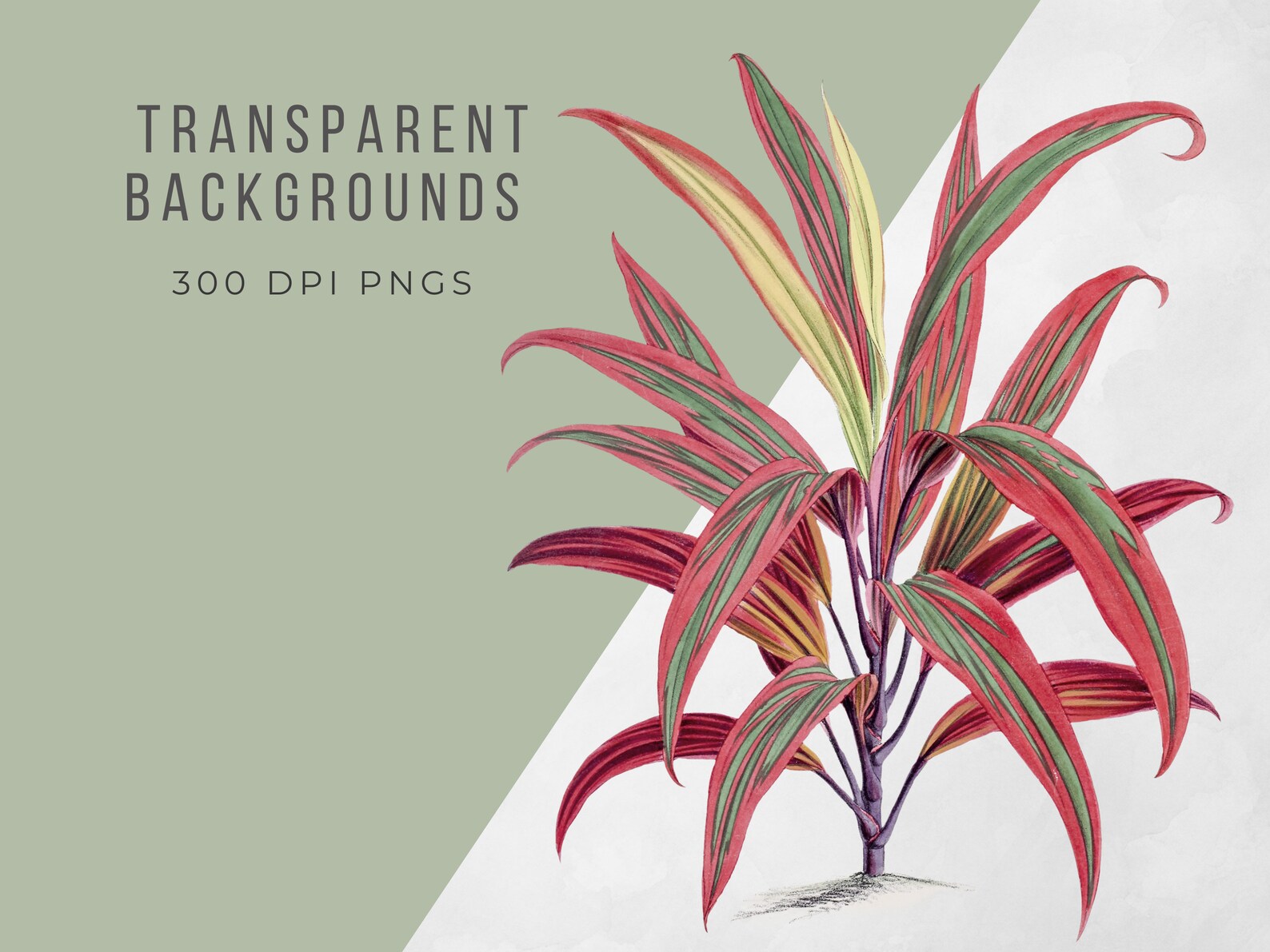 Watercolor Tropical Leaves Clipart | Monstera Clipart | Leaf Png ...