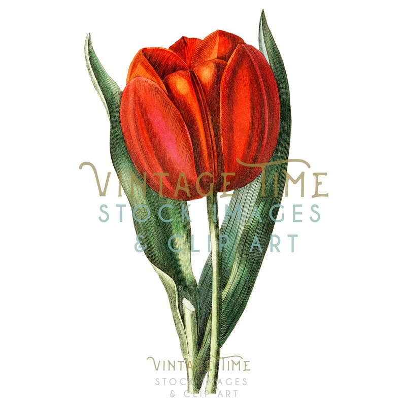 Tulip Flower Clipart Image Instant Download Tulip Print - Etsy