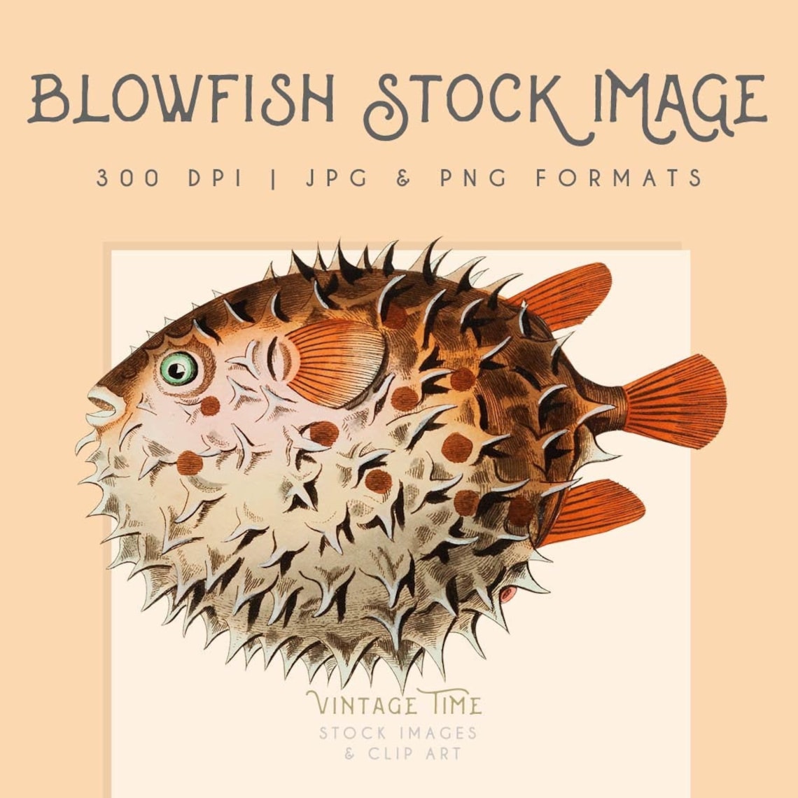 Blowfish Clipart Image Instant Download Blowfish Print Fish - Etsy