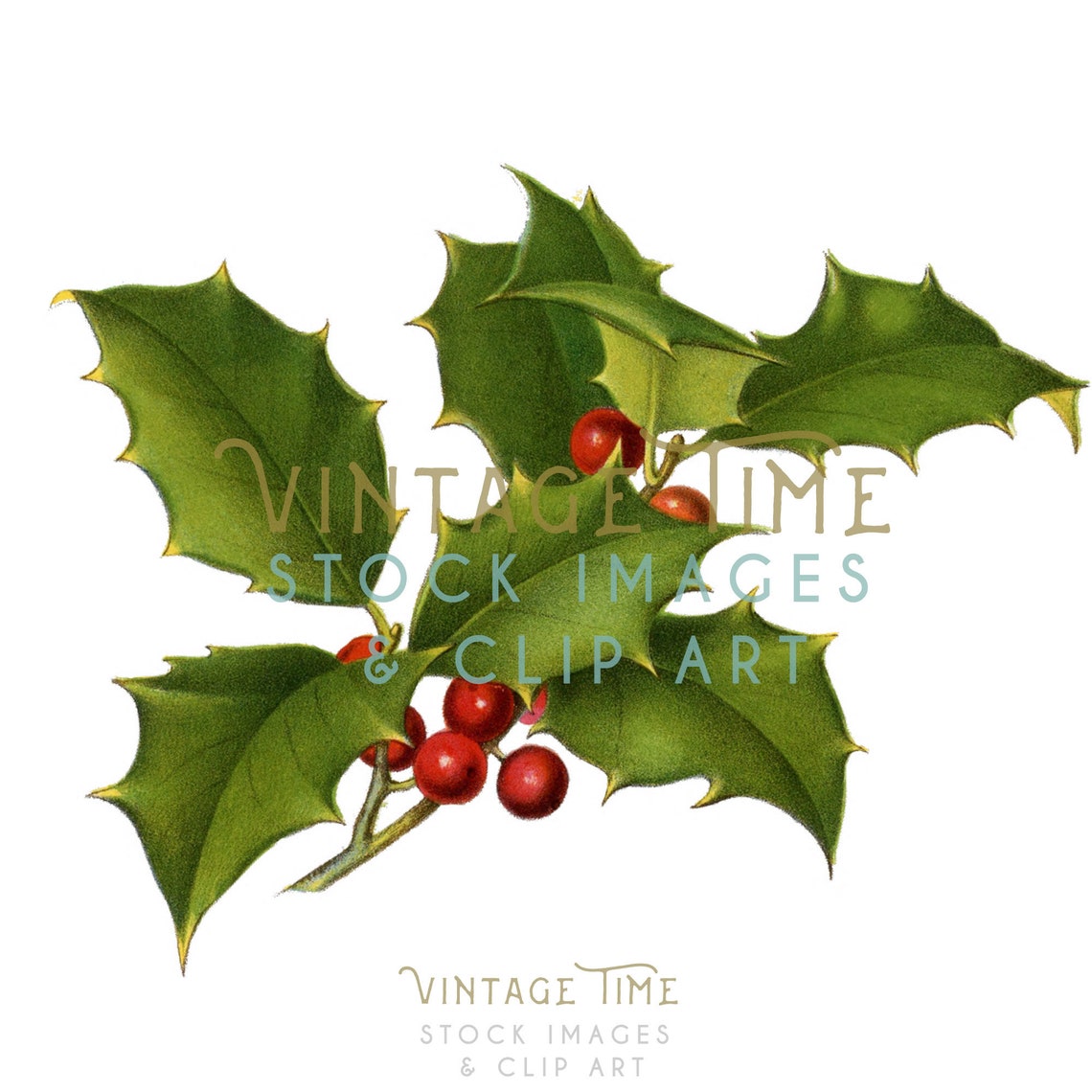 Vintage Christmas Holly Clipart Image, Christmas Graphic, Digital Print ...