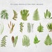 Watercolor Tropical Leaves Clipart | Monstera Clipart | Leaf Png ...