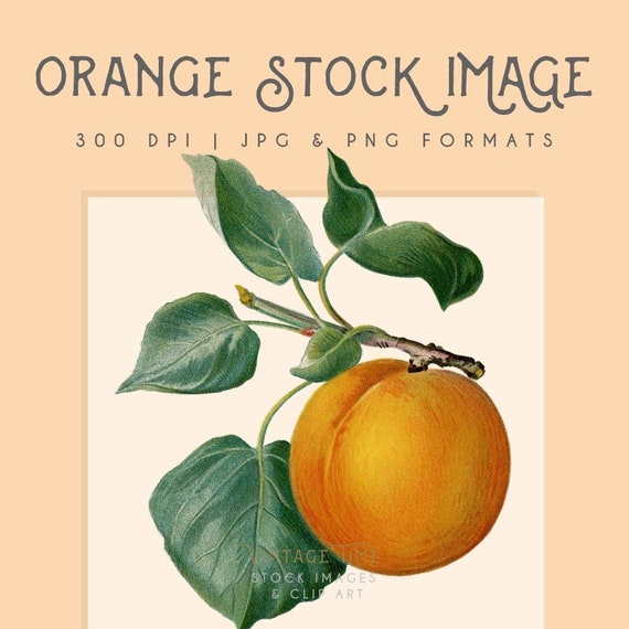 Orange Clipart Image Graphic Instant Download Orange Print | Etsy