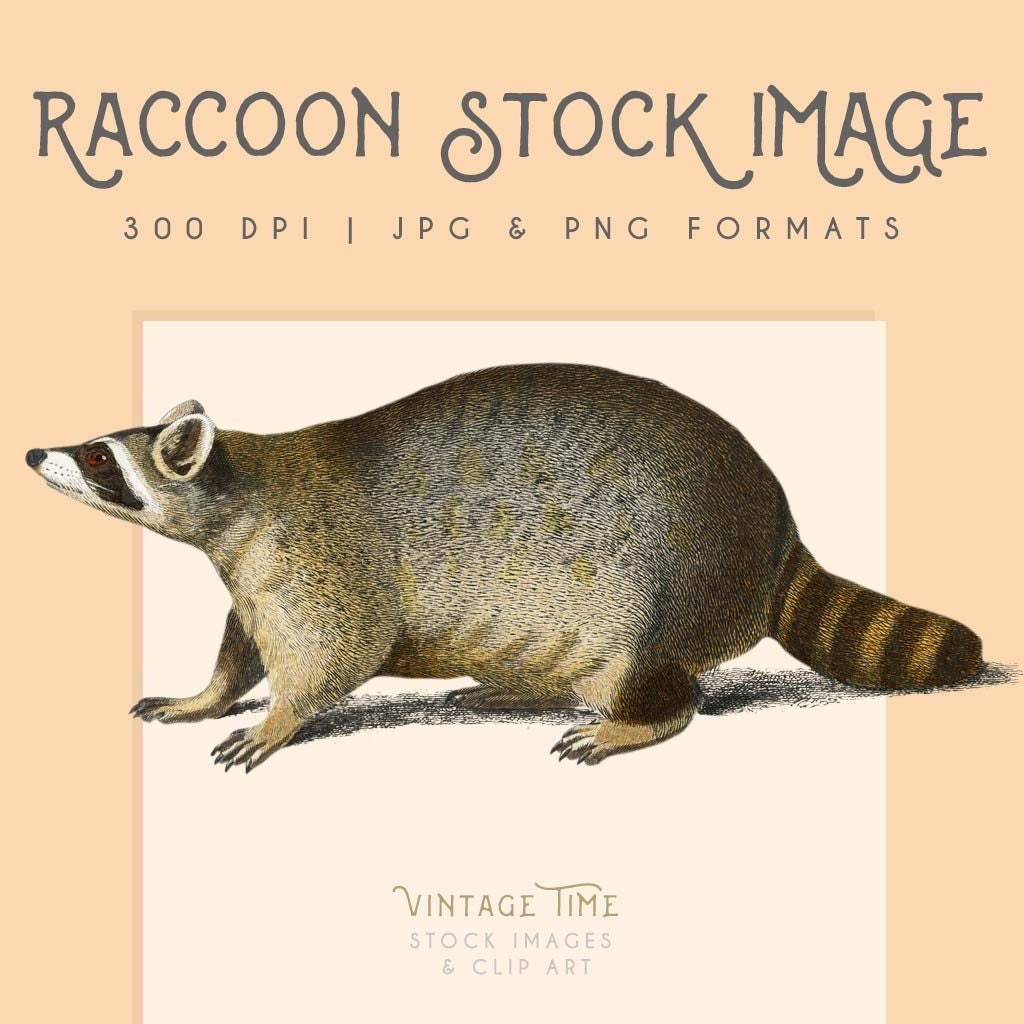 Clipart Raccoon Image, Digital Clipart, Digital Download, Instant ...