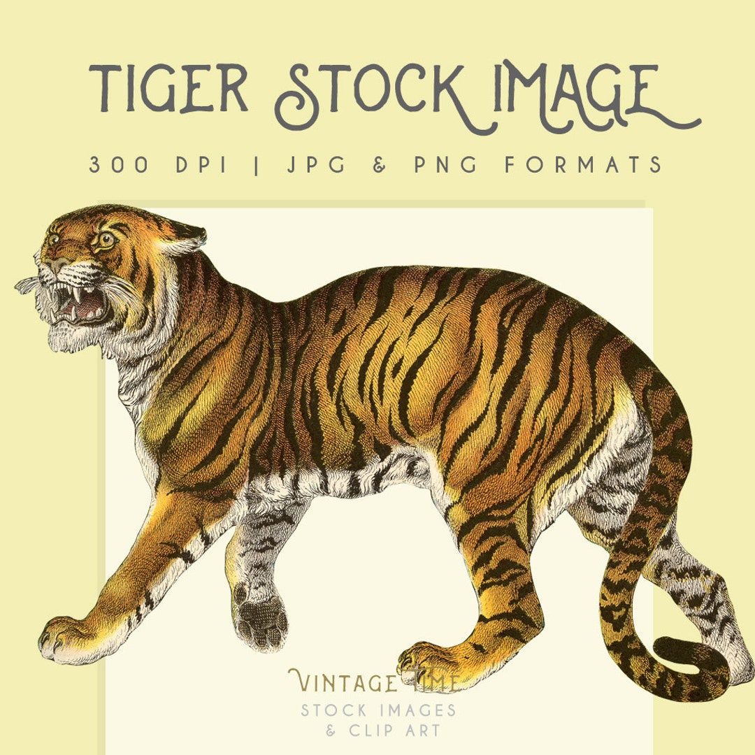Clipart Tiger Graphic Image, Digital Clipart, Digital Download, Instant ...