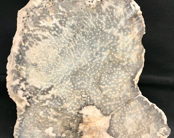 Petrified palm wood | Etsy