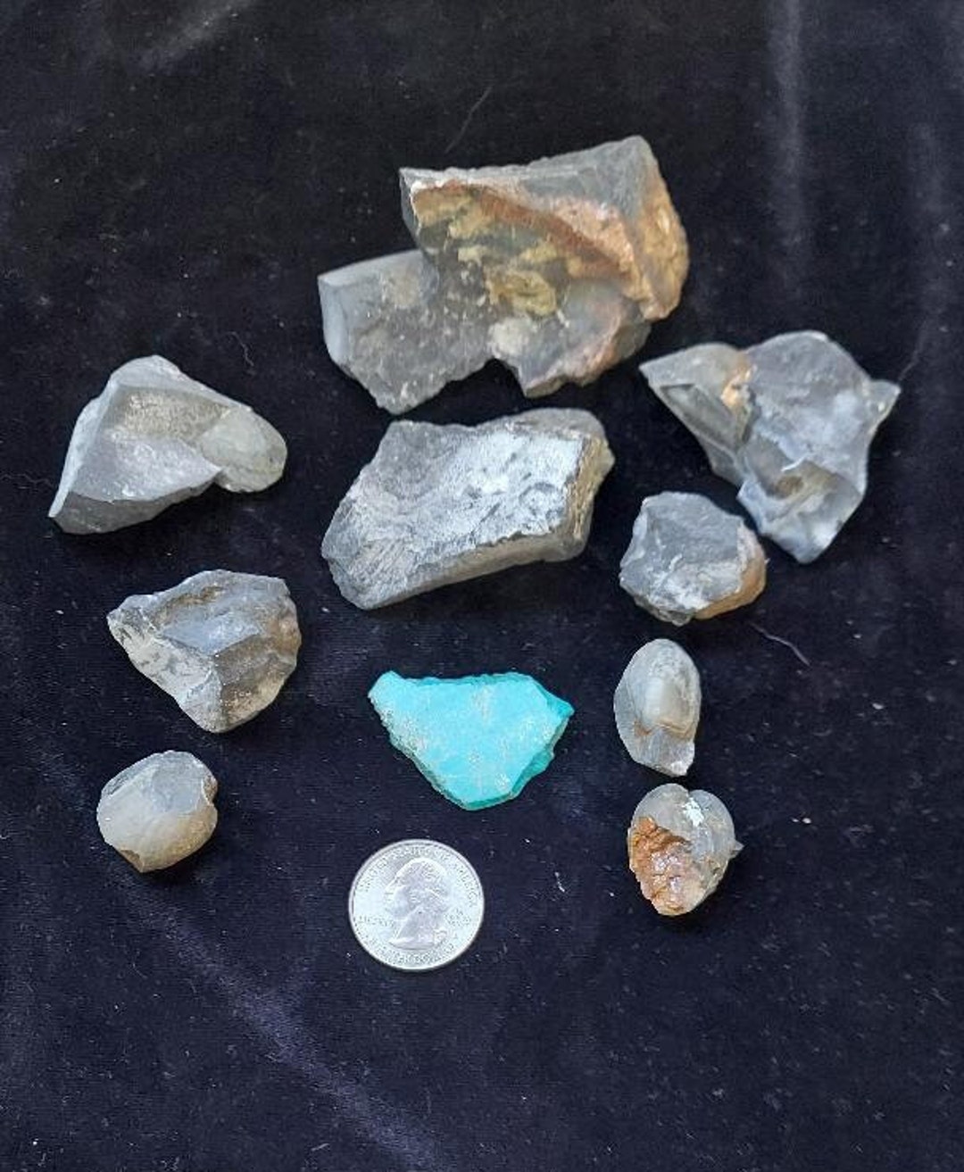 Pyrite Fossil Clam Shells, 10 Pieces, Indiana..... FREE SHIPPING - Etsy