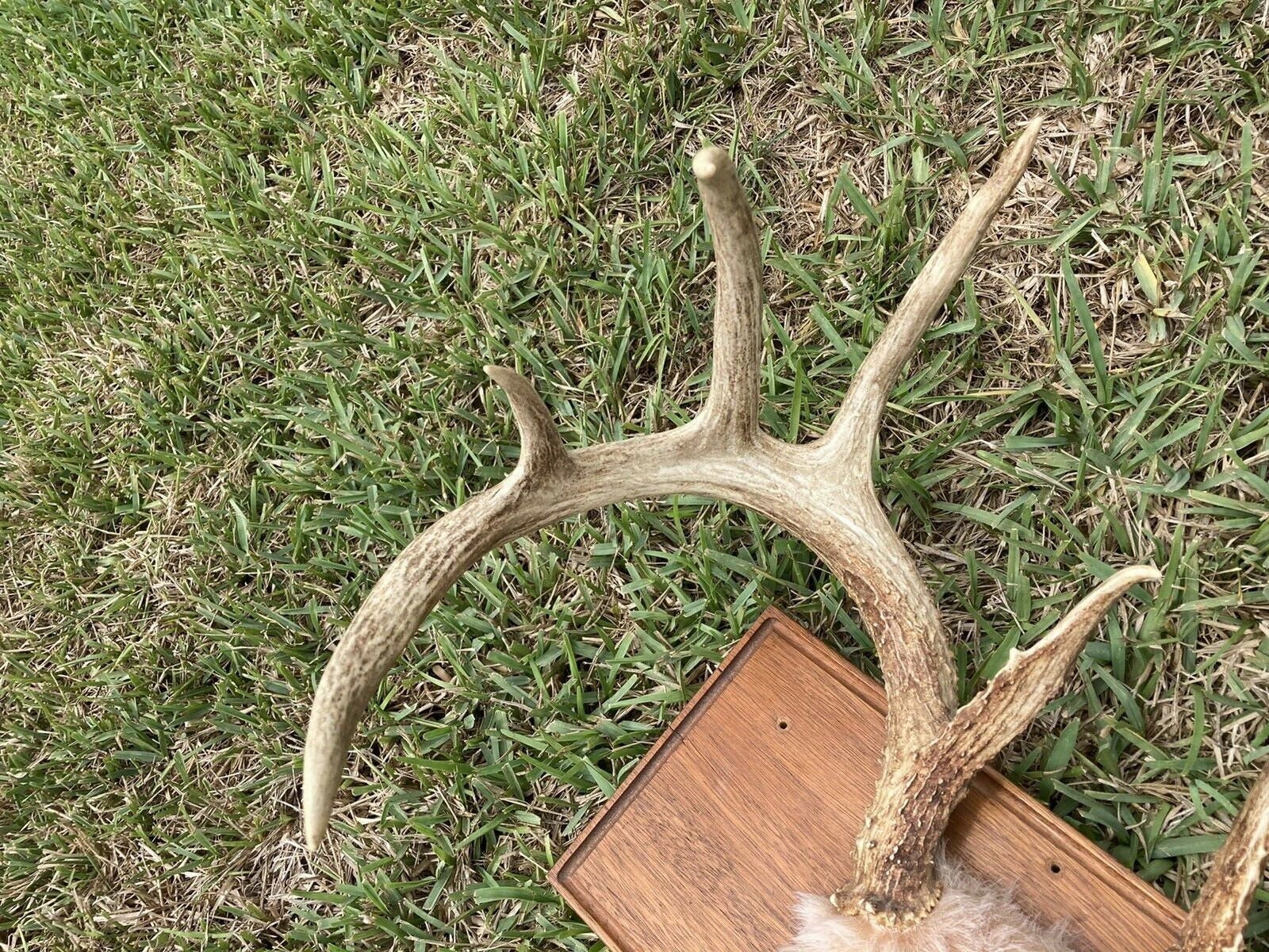 VTG 1976 10 Point White Tail Buck Antler Mount-chenango County, NY ...
