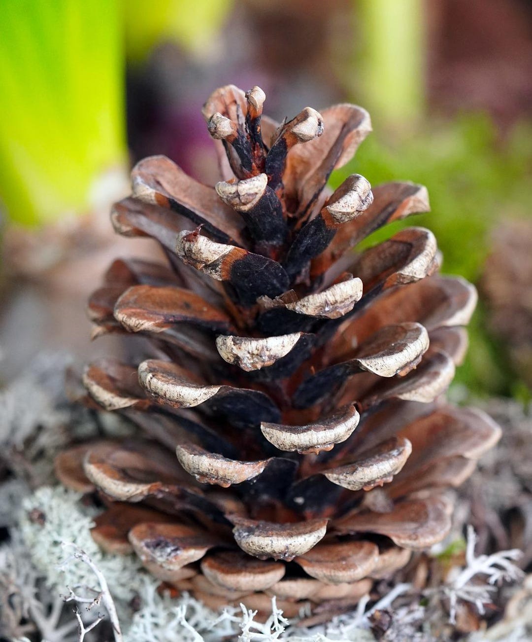 30 Loblolly Pine Cones, Large Natural Holiday Decor, GA Grown - Etsy