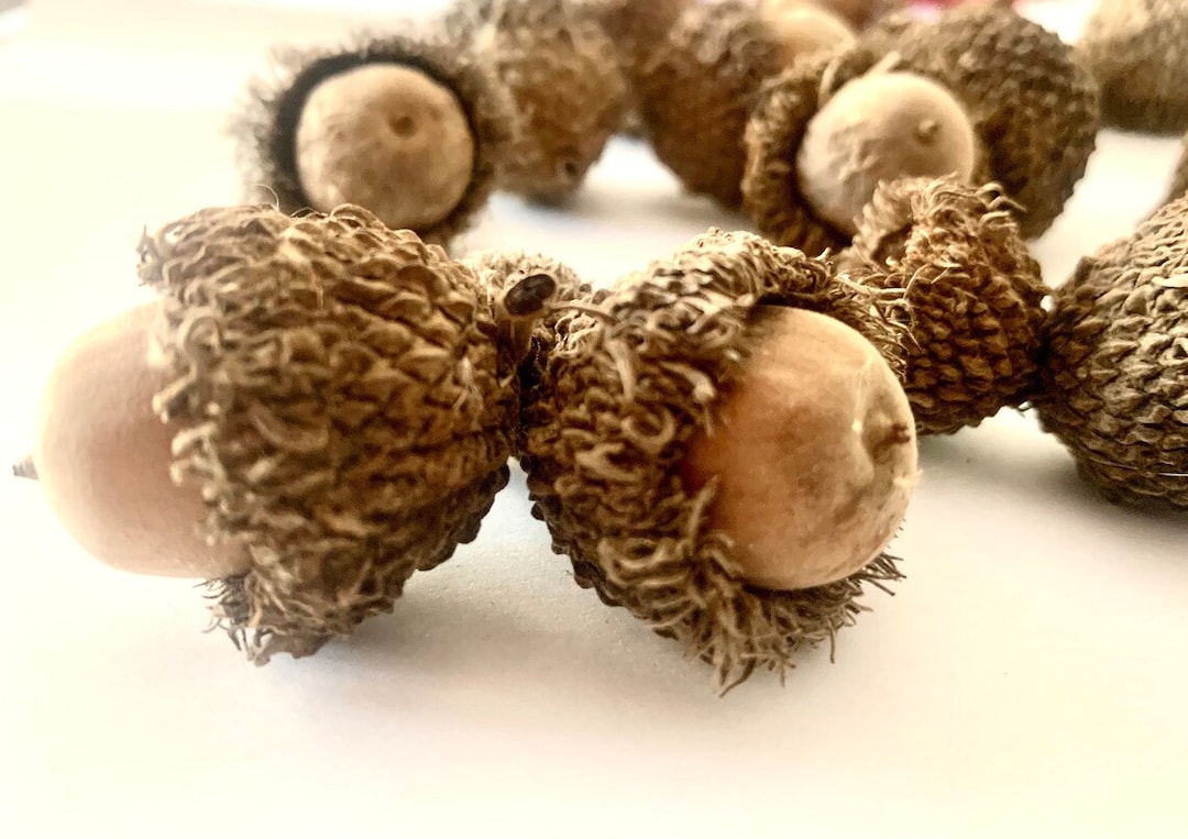 Bur Oak Acorns + Caps | 15 LARGE | Fluffy Mop Caps | Oak Trees Largest ...