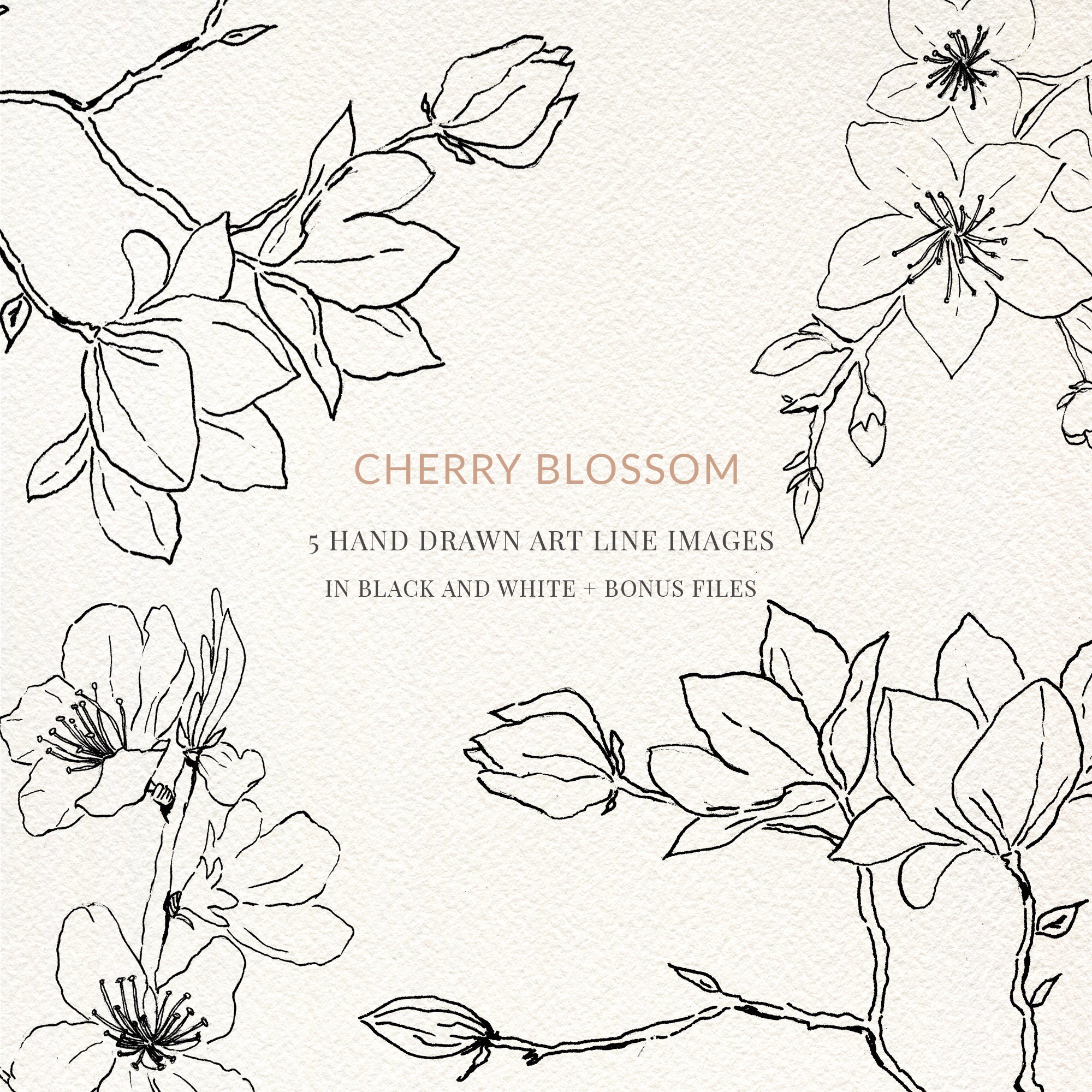 Cherry Blossom Fine Line Clipart Hand Drawn Fine Art Graphic Blossom ...