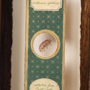 Tardigrade Victorian Microscope Slide Shadowbox - Handmade Curiosity ...