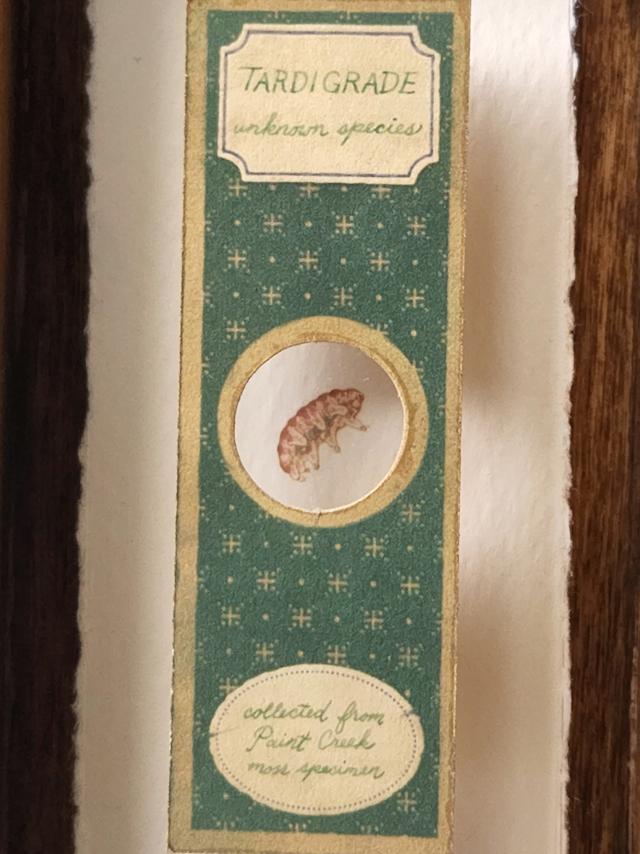Tardigrade Victorian Microscope Slide Shadowbox - Handmade Curiosity ...
