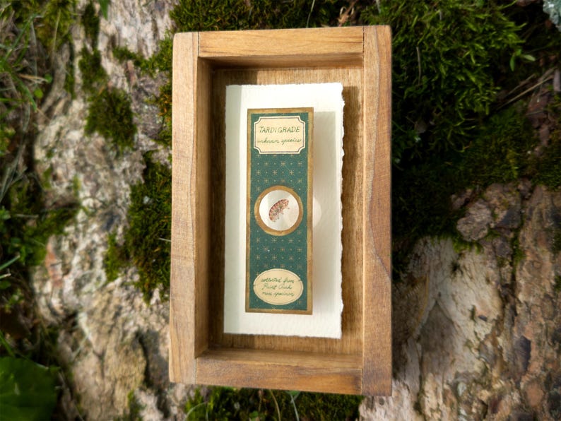 Tardigrade Victorian Microscope Slide Shadowbox - Handmade Curiosity ...
