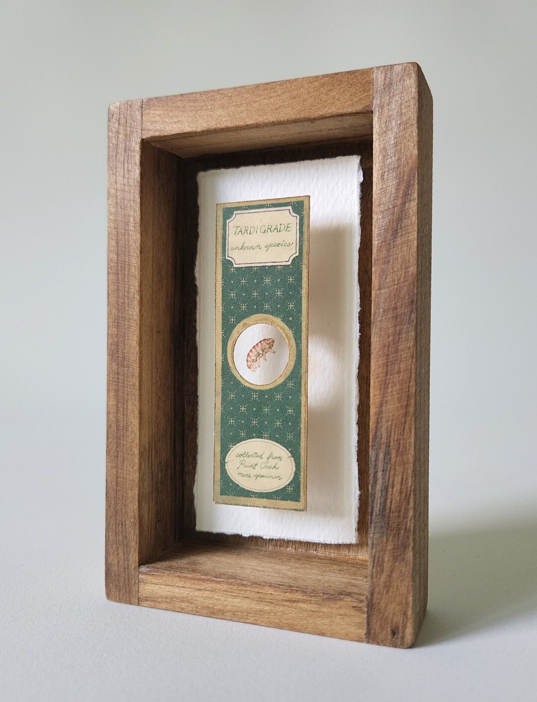 Tardigrade Victorian Microscope Slide Shadowbox Handmade Curiosity ...