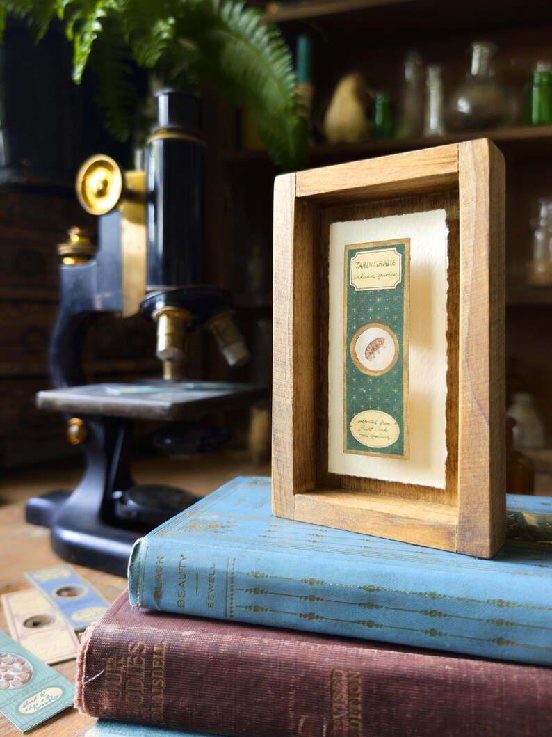 Tardigrade Victorian Microscope Slide Shadowbox - Handmade Curiosity ...