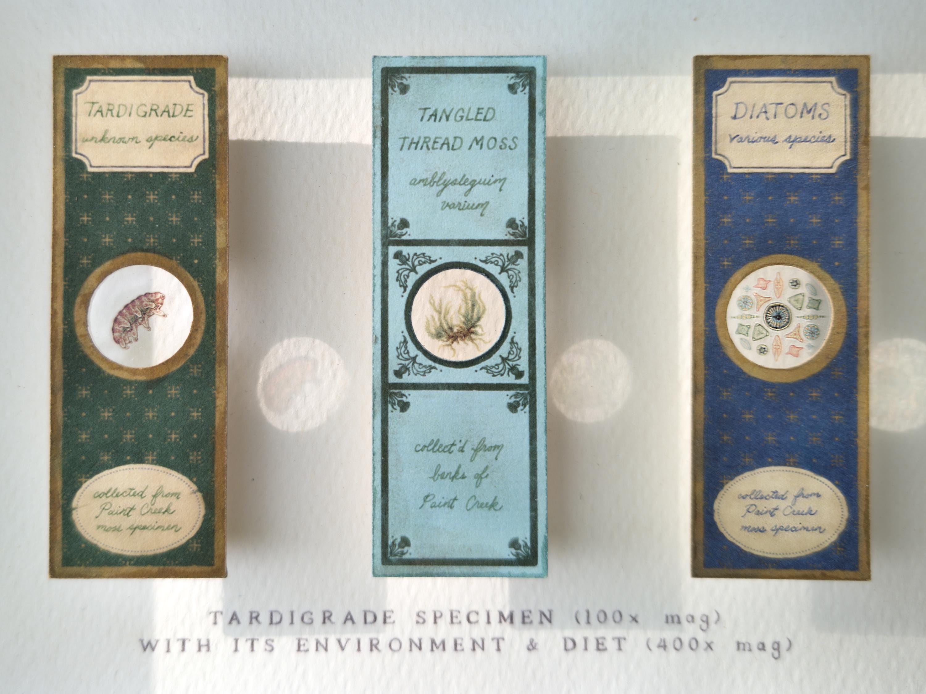 Tardigrade Collection Victorian Microscope Slide Shadowbox - Handmade ...