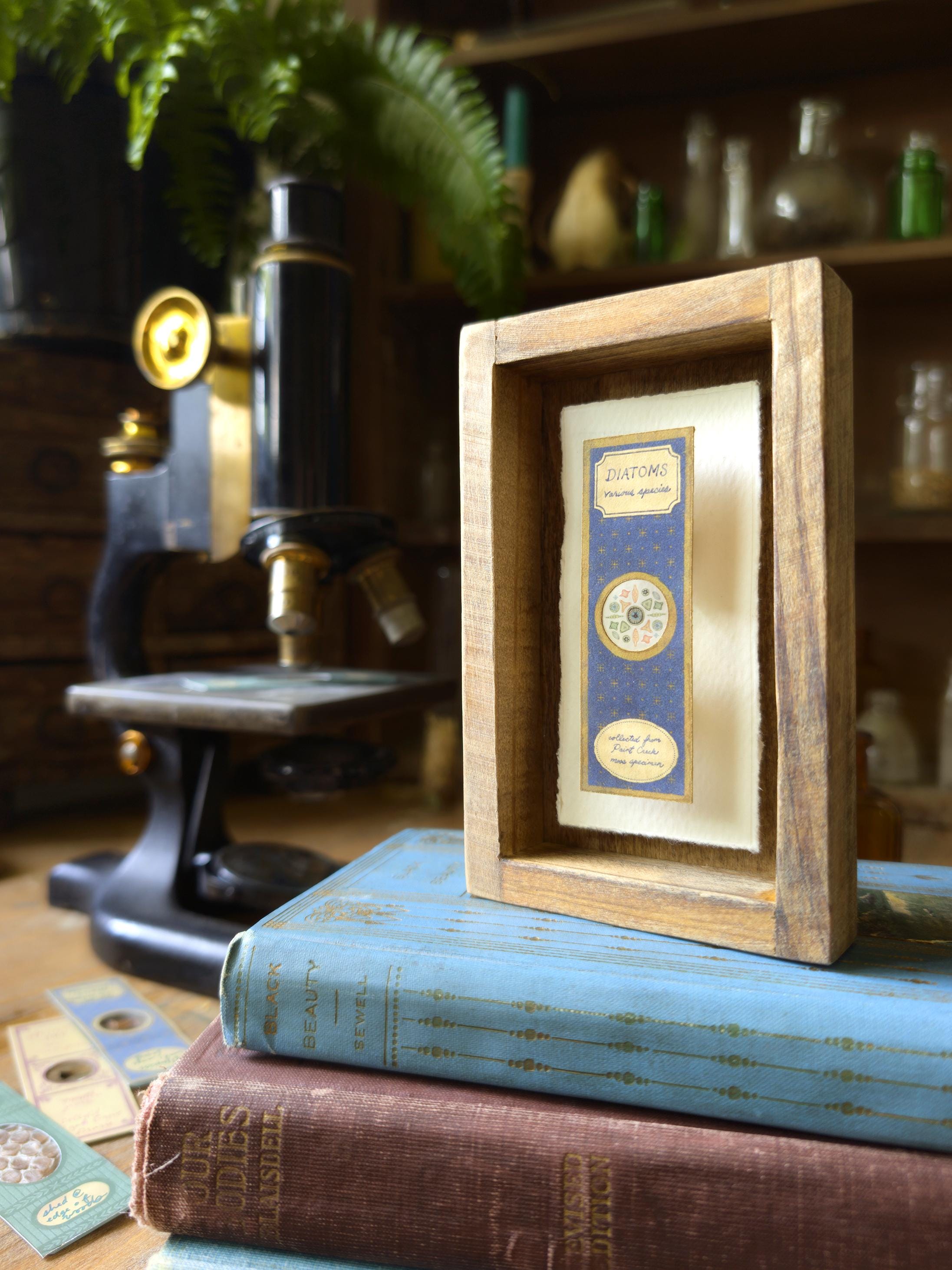 Diatoms Victorian Microscope Slide Shadowbox - Handmade Curiosity ...