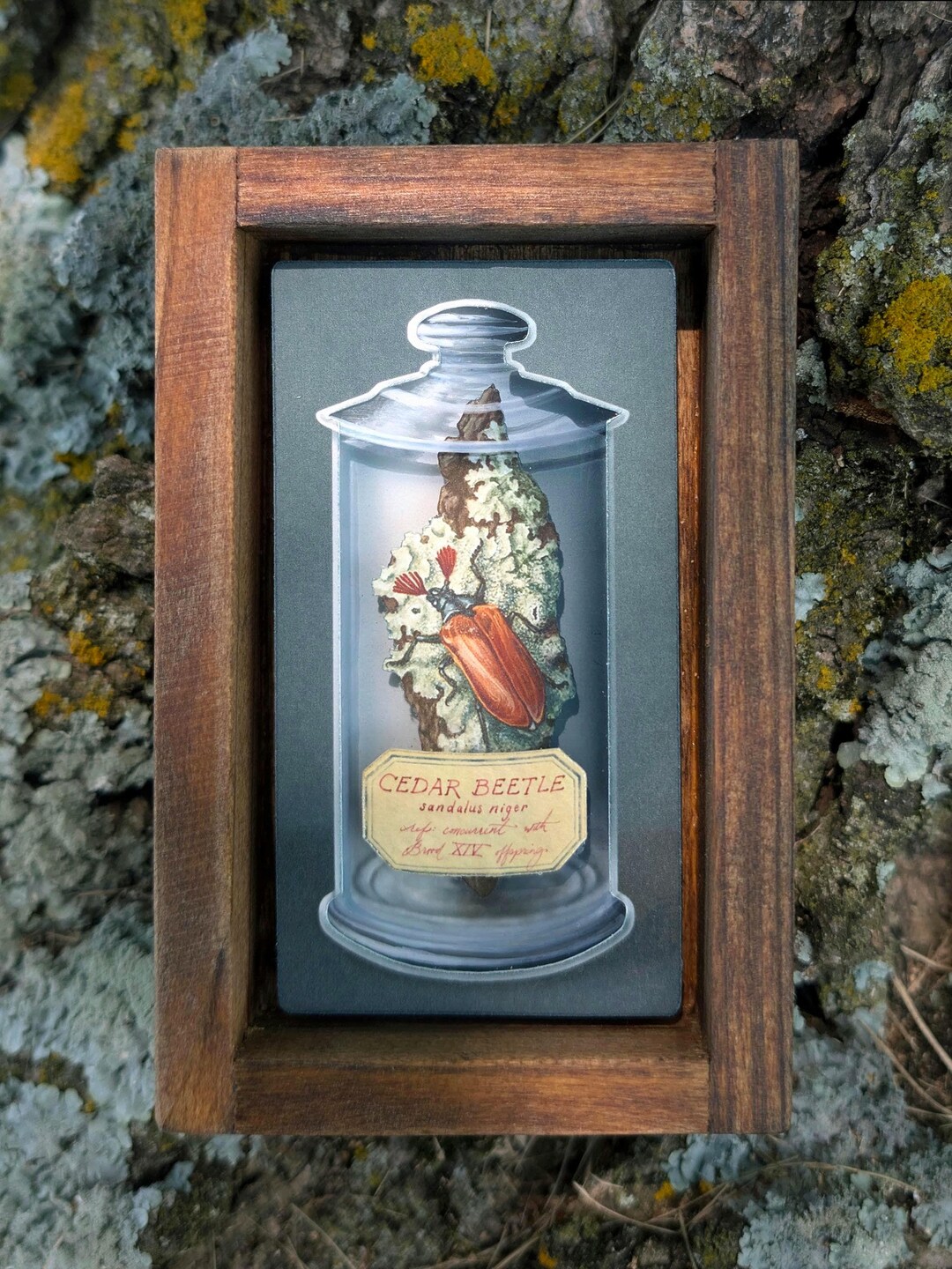 Cedar Beetle Specimen Bottle Shadowbox - Illustrated Handmade Curiosity ...