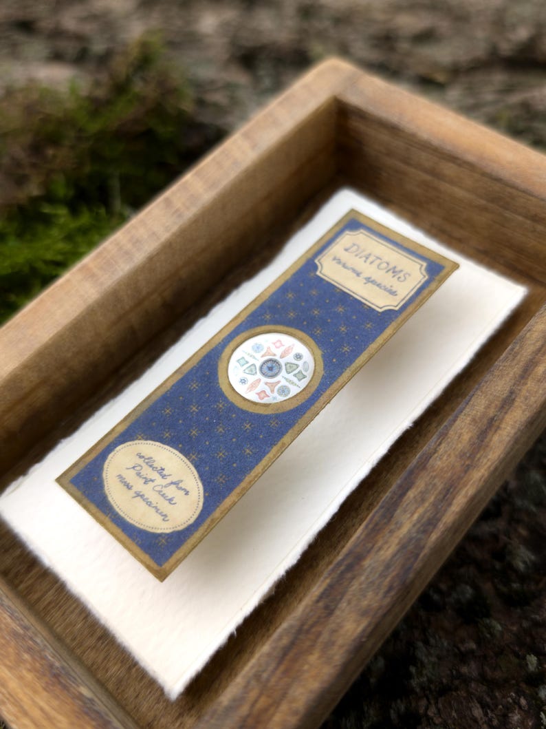 Diatoms Victorian Microscope Slide Shadowbox - Handmade Curiosity ...