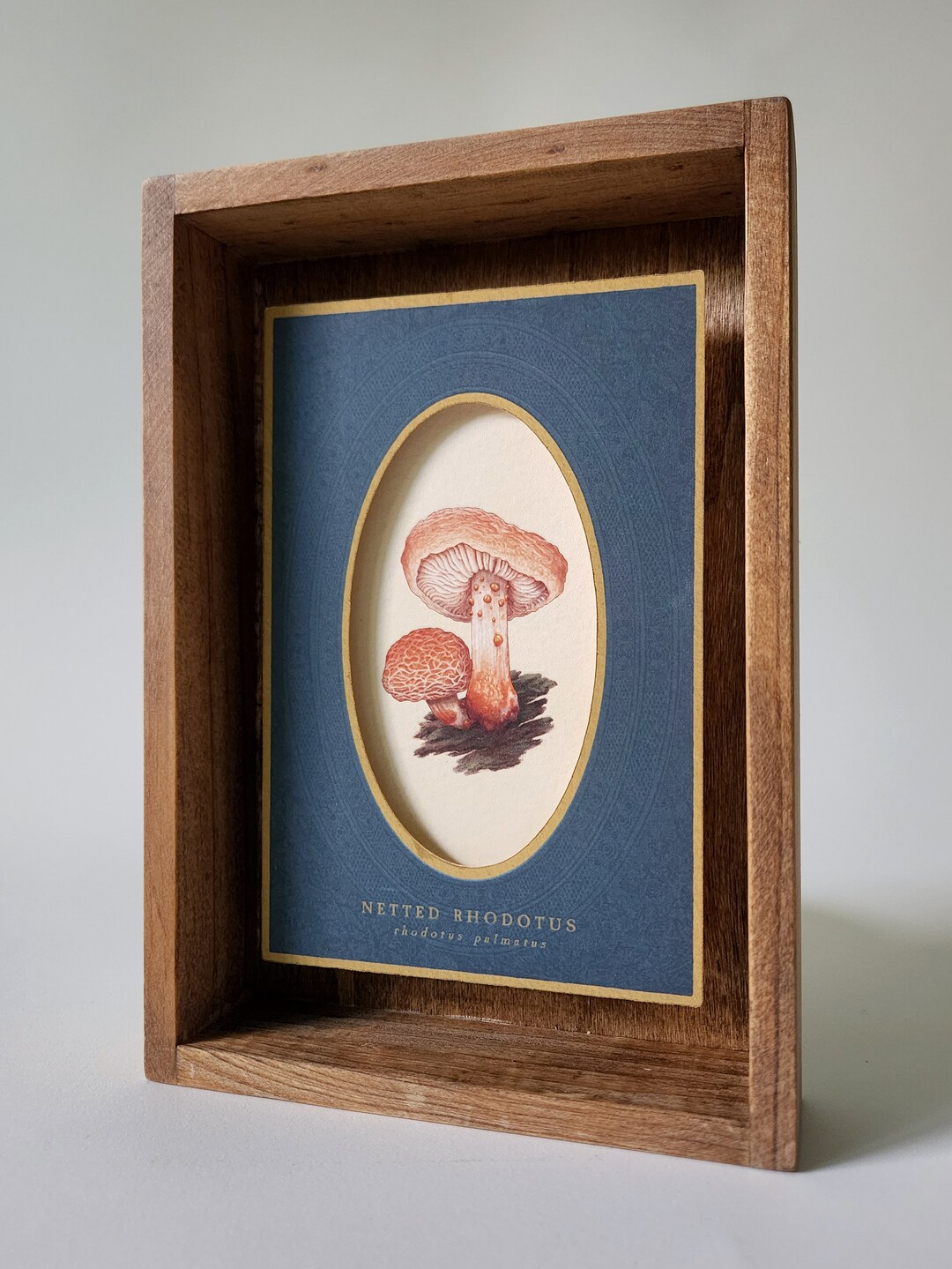 Netted Rhodotus Mushroom Shadowbox Watercolor Illustration Mycology ...