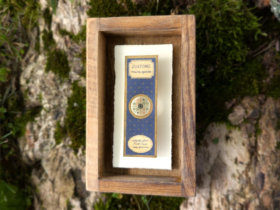 Diatoms Victorian Microscope Slide Shadowbox - Handmade Curiosity ...